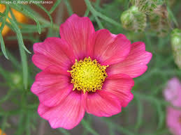 Bouquets, Seedlings, & Other Offerings – Spry Flower Farm