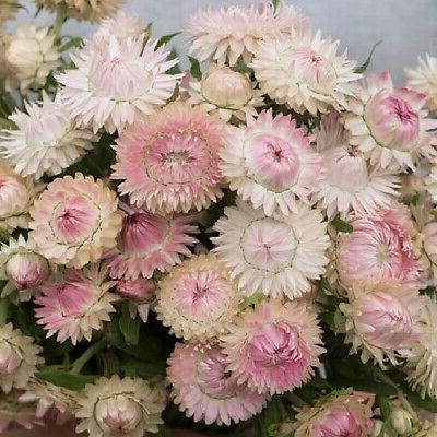 Bouquets, Seedlings, & Other Offerings – Spry Flower Farm