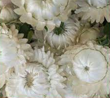 Bouquets, Seedlings, & Other Offerings – Spry Flower Farm